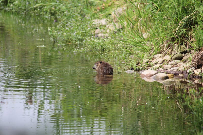 Italian otter stock image. Image of wetland, pond, italian - 311369441