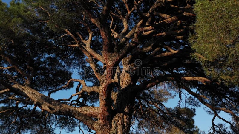 Italian Pine or Pinus Pinea Tree Crown. Beautiful Pine Branches in ...