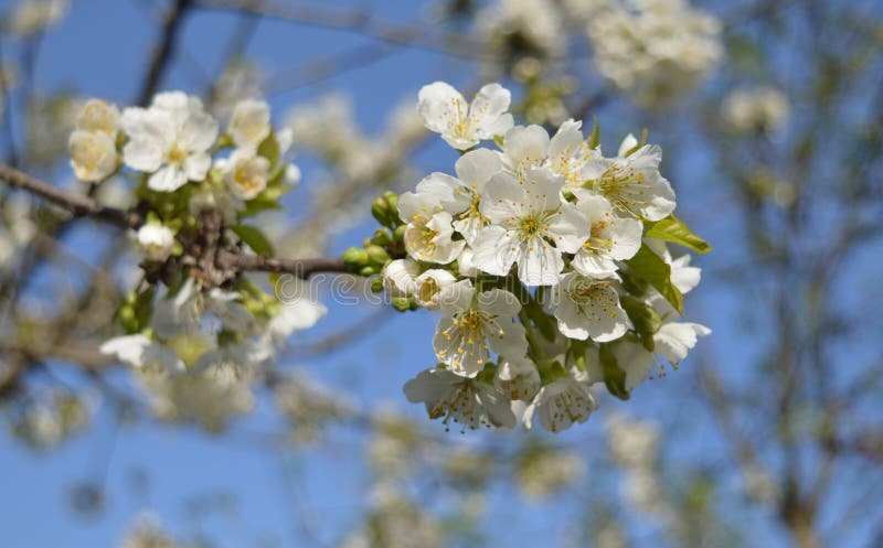 Italian plum Blossoms stock photo. Image of tree, italian - 52214368
