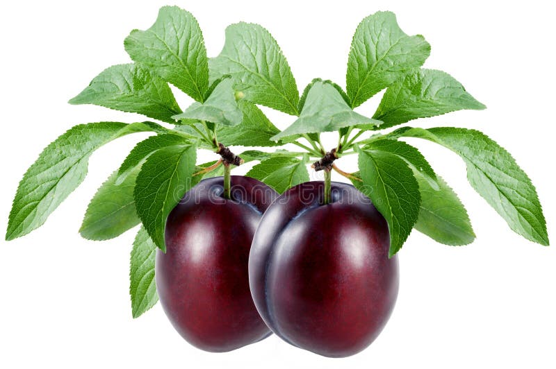 Italian plum with leaves stock image. Image of white - 22849189
