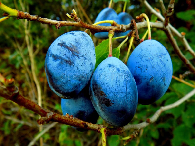 Italian Prune Plum- Damson stock photo. Image of damson - 32891738