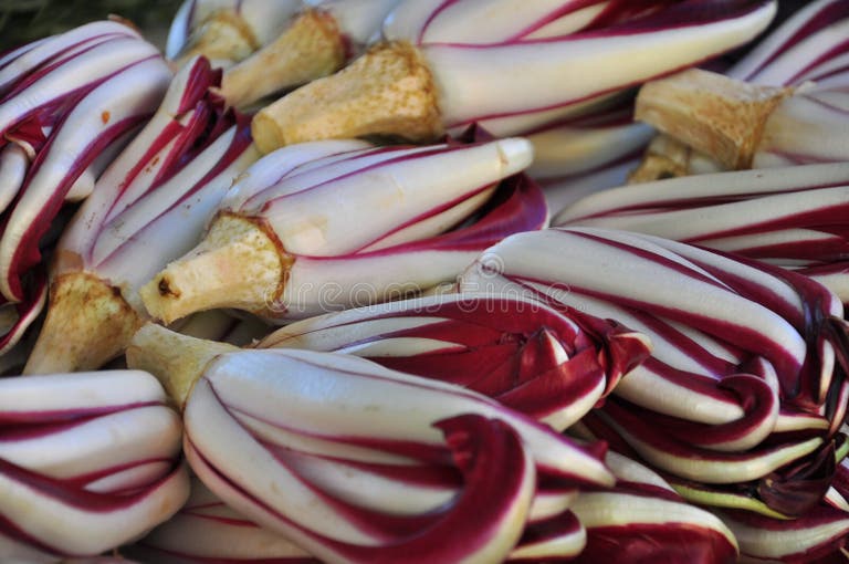 Italian radicchio cabbage stock photo. Image of vegetarian - 22818646