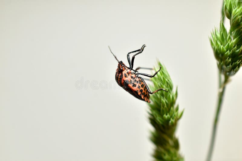 Italian Red Bug, Side View. Stock Photo - Image of nature, italicum ...