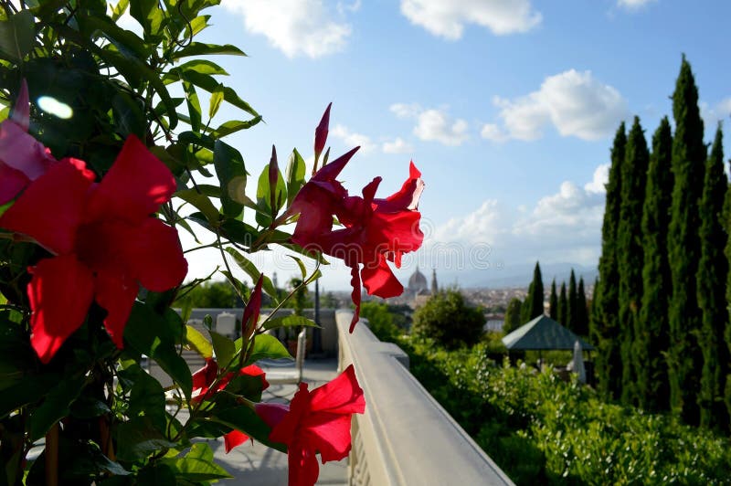 Italian red flowers stock photo. Image of italy, flowers - 93453126