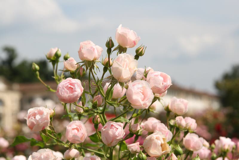 Red roses stock image. Image of macro, bush, leaf, blooming - 17027821