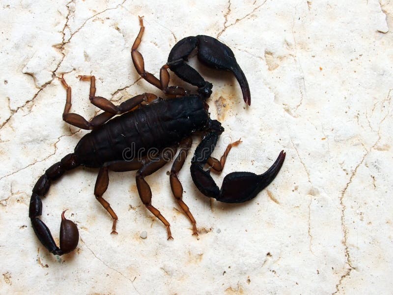 Italian Scorpion (Euscorpius Italicus) Stock Photo - Image of arachnid ...