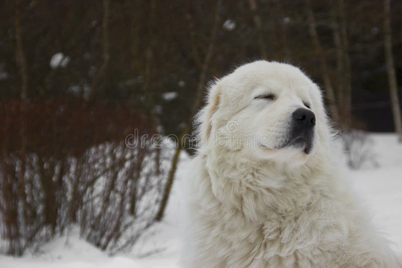 Italian shepherd dog stock photo. Image of camera, adorable - 85358306