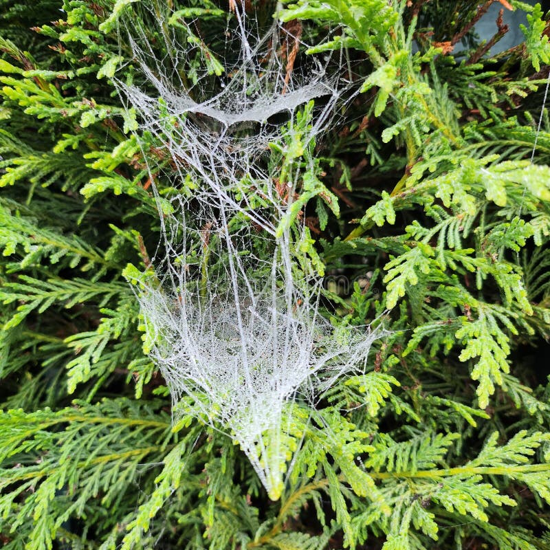 Italian Spider& X27;s Web Stock Photo - Image of woodland, grass: 263598916