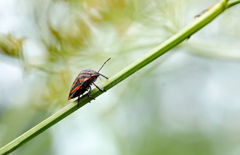 Italian Stink Bug Crawling Up on a Stem of a Plant Stock Image - Image ...