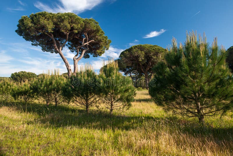 Italian stone pine stock photo. Image of horizontal, pine - 49125640