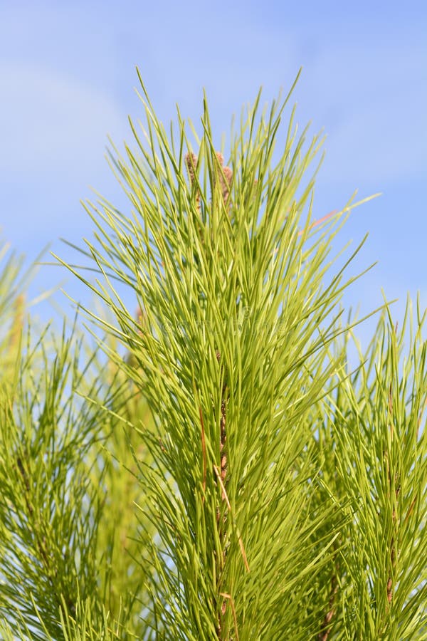 Italian stone pine stock photo. Image of pinea, pinus - 199097874