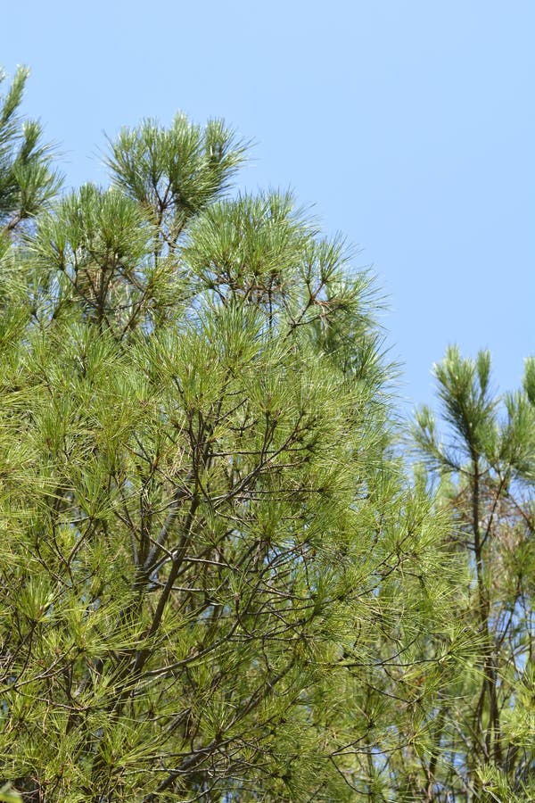 Italian stone pine stock image. Image of plant, leaf - 333618855