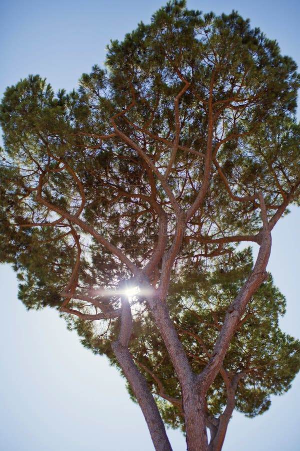 Italian Stone Pine or Pinus Pinea Stock Photo - Image of conifer ...