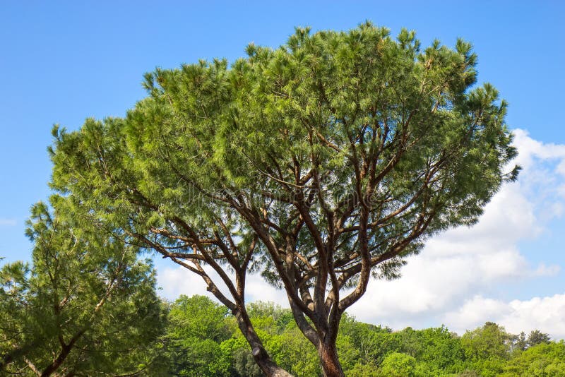 Italian Stone Pine Tree stock photo. Image of rome, europe - 3481846