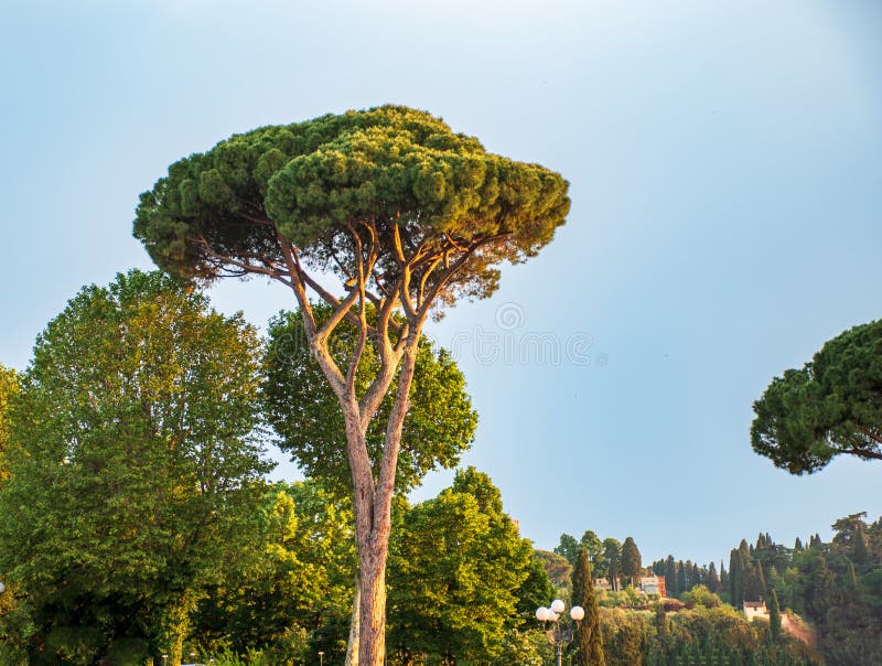 Italian Stone Pine Tree stock image. Image of nature - 315743983