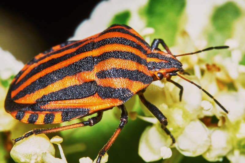 Italian striped bug stock image. Image of insects, orange - 55731103