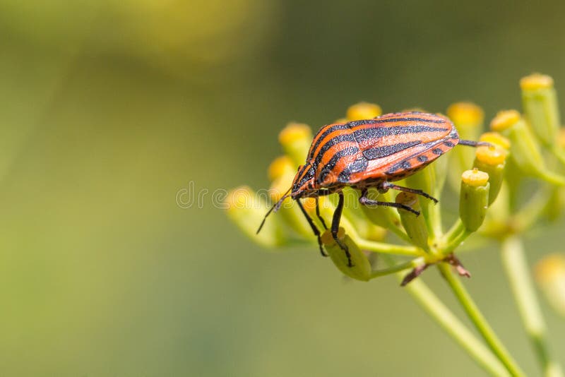 Italian Striped-Bug or Minstrel Bug (Graphosoma Lineatum) Stock Image ...