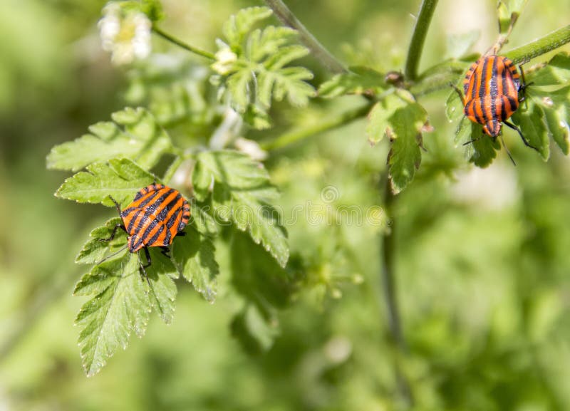 Italian striped bugs stock image. Image of fauna, graphosoma - 96878357