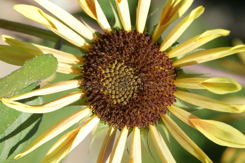 Sunflower Picture. Image: 2832549