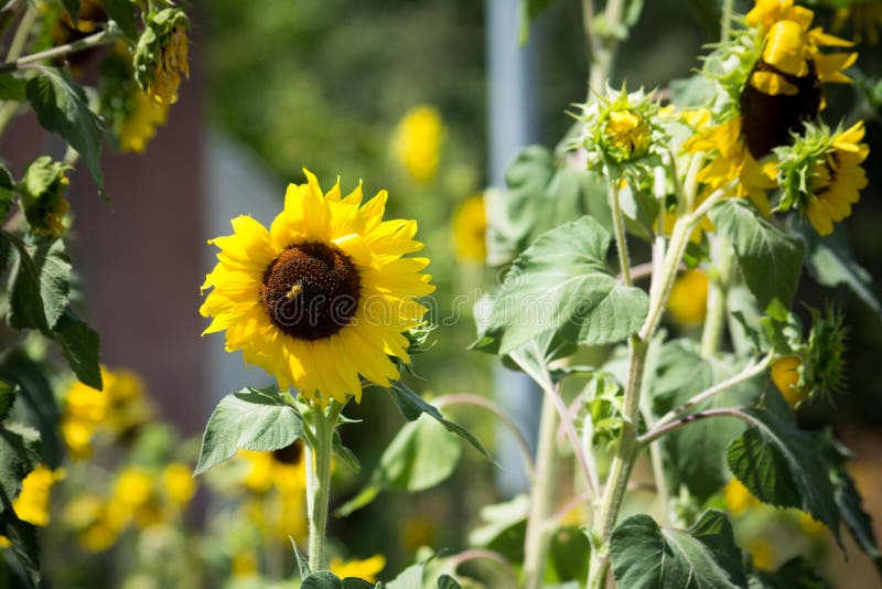 Italian Sunflowers in Summer Stock Photo - Image of country, nature ...