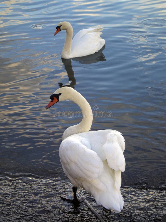 Italian swans stock image. Image of holidays, italy, nature - 115009
