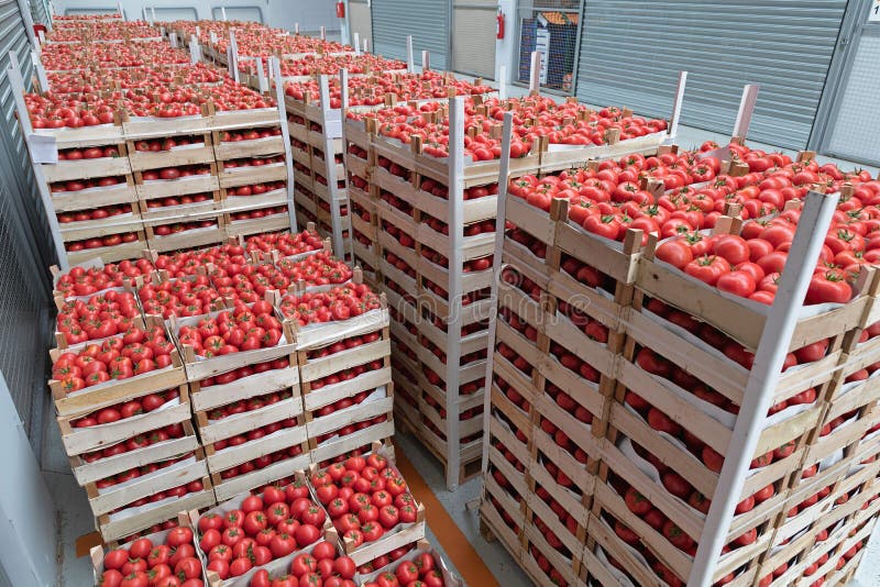 Italian Tomato Import stock photo. Image of grocery - 161772316