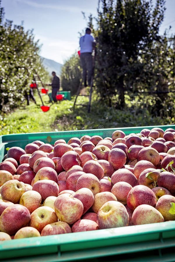Italian Typical Apples in a Box Stock Image - Image of fruits, italy ...