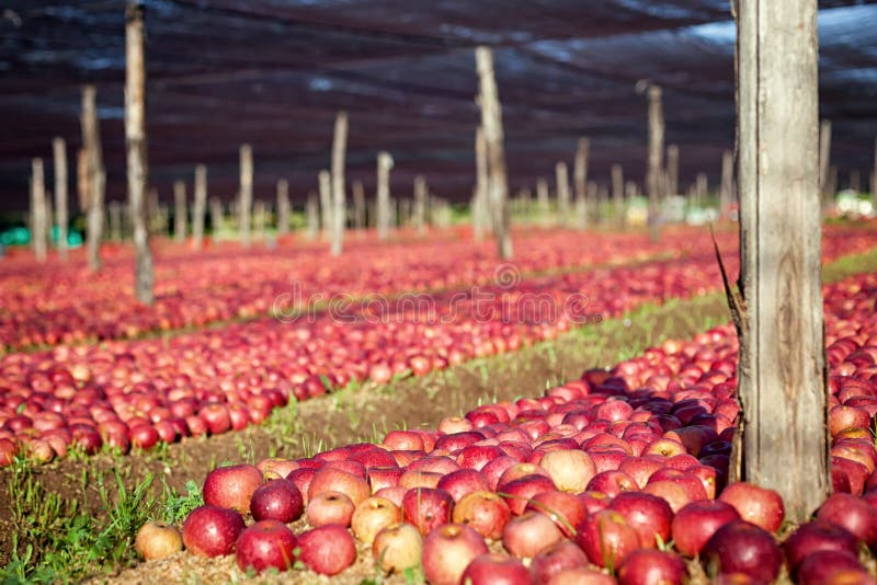 Italian typical apples stock image. Image of melai, farm - 82547981
