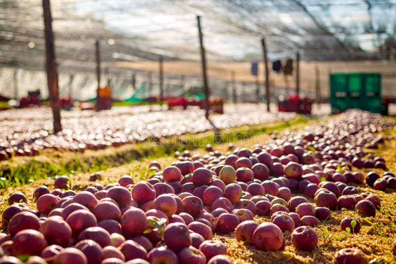 Italian typical apples stock photo. Image of food, farm - 82549886