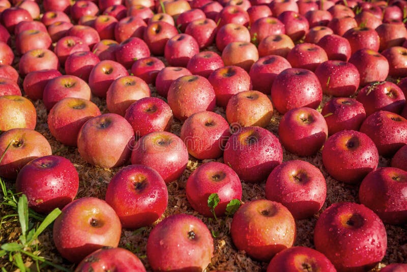 Italian typical apples stock image. Image of italian - 82688465