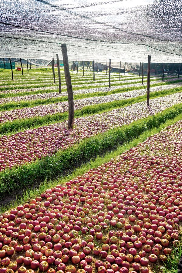 Italian Typical Apples Plantation Stock Photo - Image of apples ...