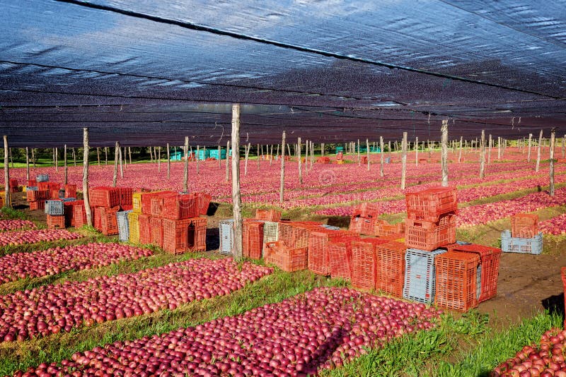 Italian Typical Apples Plantation Stock Photo - Image of juicy, apple ...