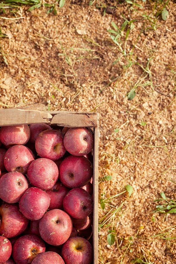 Italian Typical Apples Wooden Box Stock Photos - Free & Royalty-Free ...