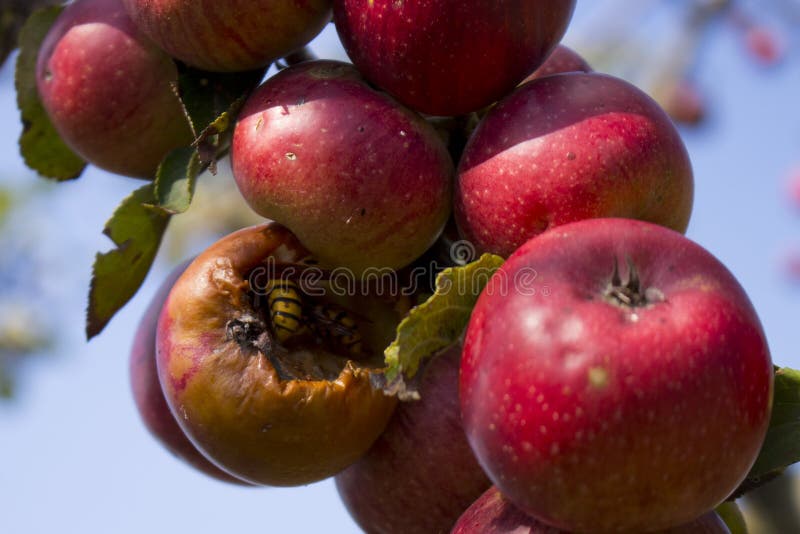 Italian Typical Rotten Apple on the Tree in My Garden Stock Photo ...