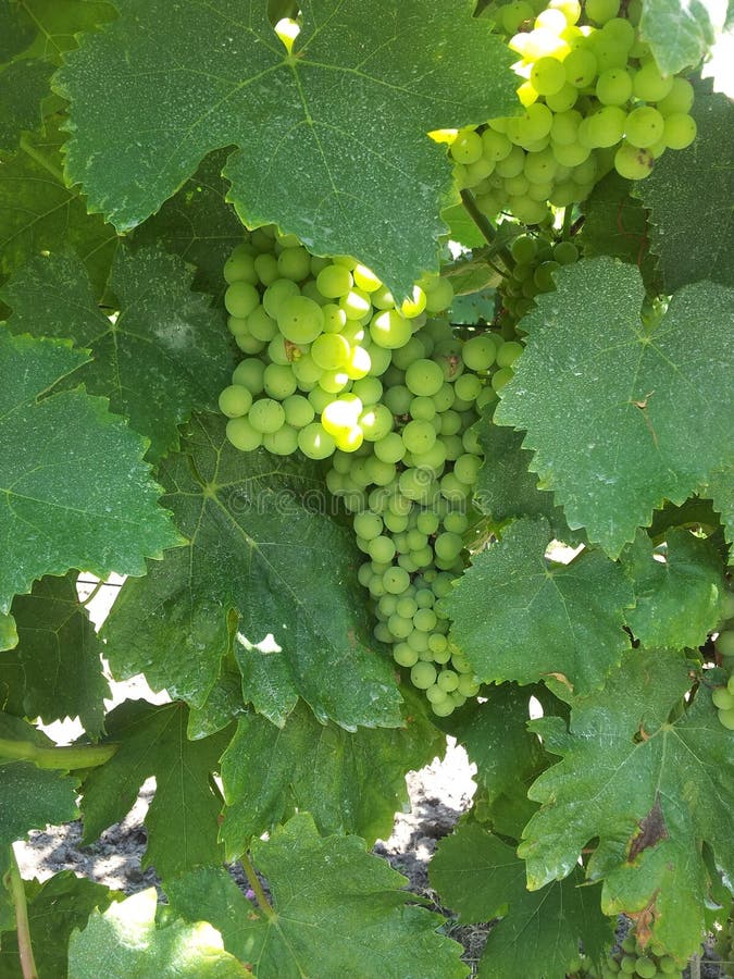 Italian Vine stock image. Image of italian, vine, italy - 107212881