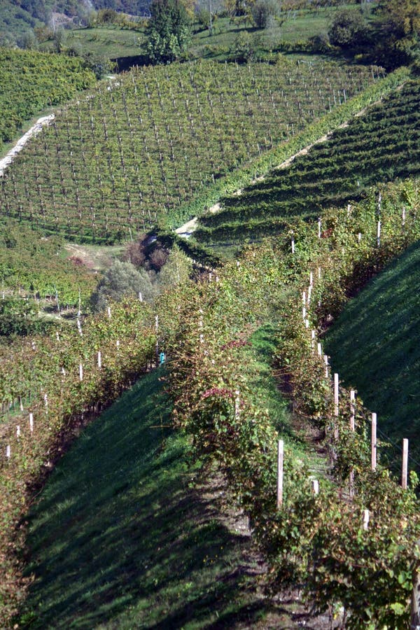 Italian vineyard hill stock photo. Image of rural, hillside - 12918958