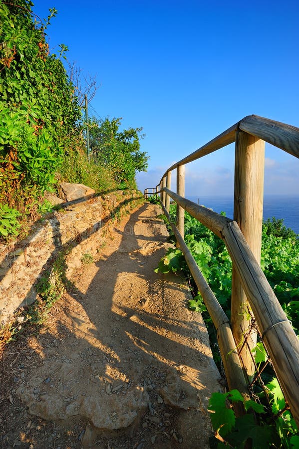 Italian Vineyard Path in Sunset Rays Stock Photo - Image of nature ...