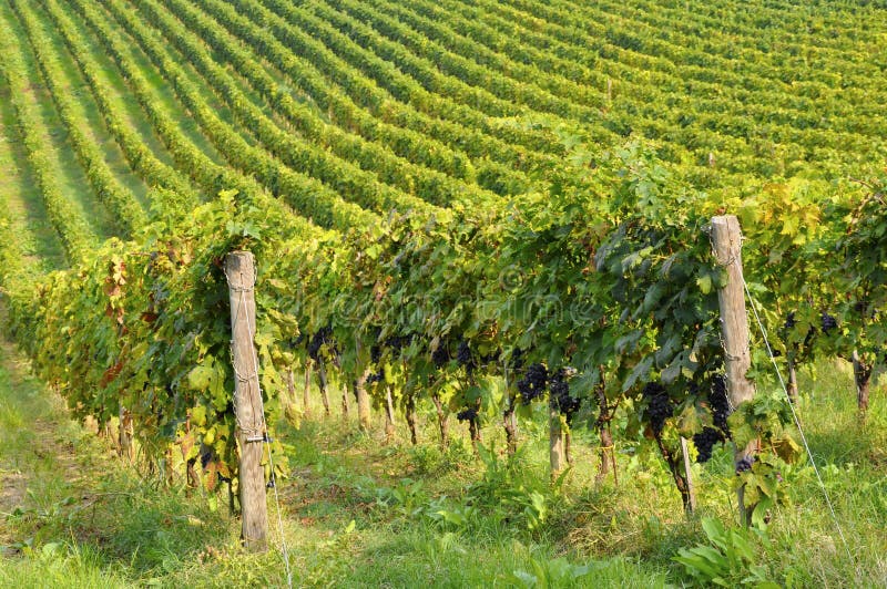 Italian Vineyard Rural stock photo. Image of farm, spring - 13409226