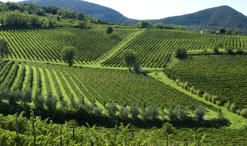 Italian Vineyards 6 stock photo. Image of hillside, vineyards - 1173848