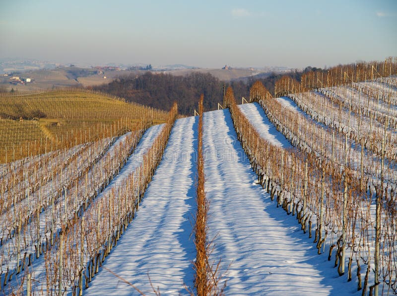 Vineyards Rows Covered by Snow in Winter. Chianti, Florence, Italy ...