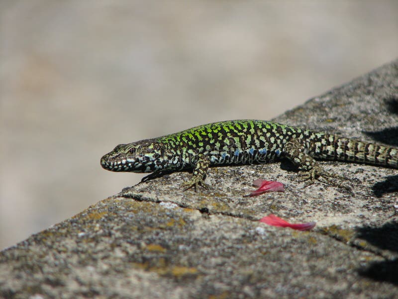 Italian Wall Lizard stock image. Image of lizard, grey - 16341527