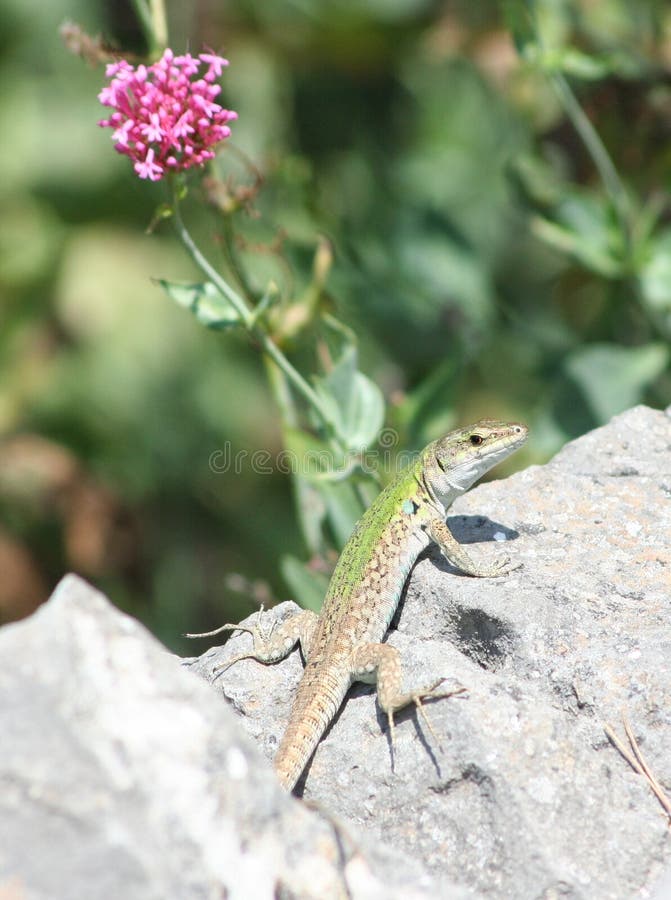 Italian wall lizard stock image. Image of agamidae, natural - 32713961