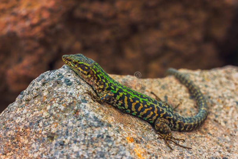 Italian Wall Lizard or Ruin Lizard - Podarcis Siculus Stock Photo ...