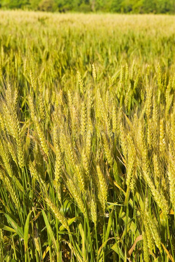 A Wheat Plant In Tuscany, Italy Stock Photo - Image of farm, nature ...