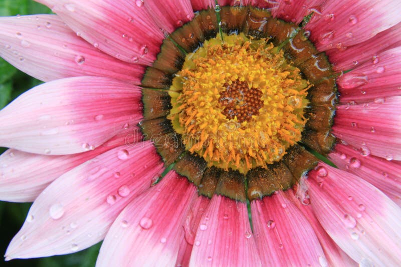 Italian white-pink flower stock image. Image of jump - 45634747