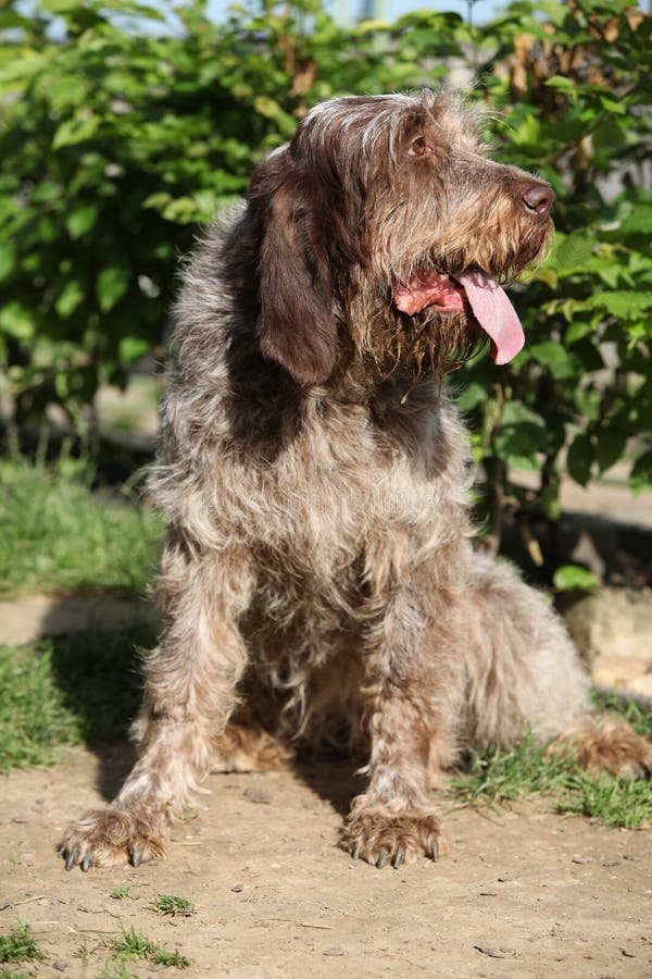 Italian Wire-haired Pointing Dog Sitting in the Garden Stock Photo ...