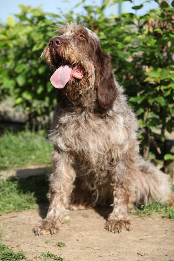 Italian Wire-haired Pointing Dog Sitting in the Garden Stock Image ...