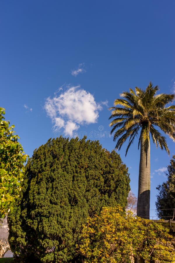 Italy, Bellagio, Lake Como, a Tree in Front of a Palm Tree Stock Image ...