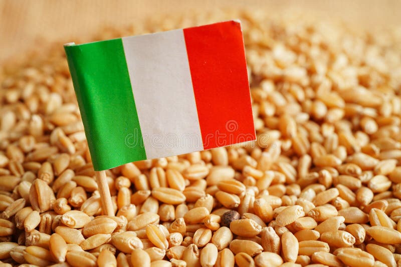Italy on Grain Wheat, Trade Export and Economy Concept Stock Photo ...