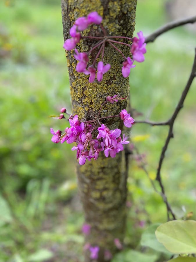 Bright Pink Flowers Blooming from Judas Tree in Tuscany, Italy Stock ...